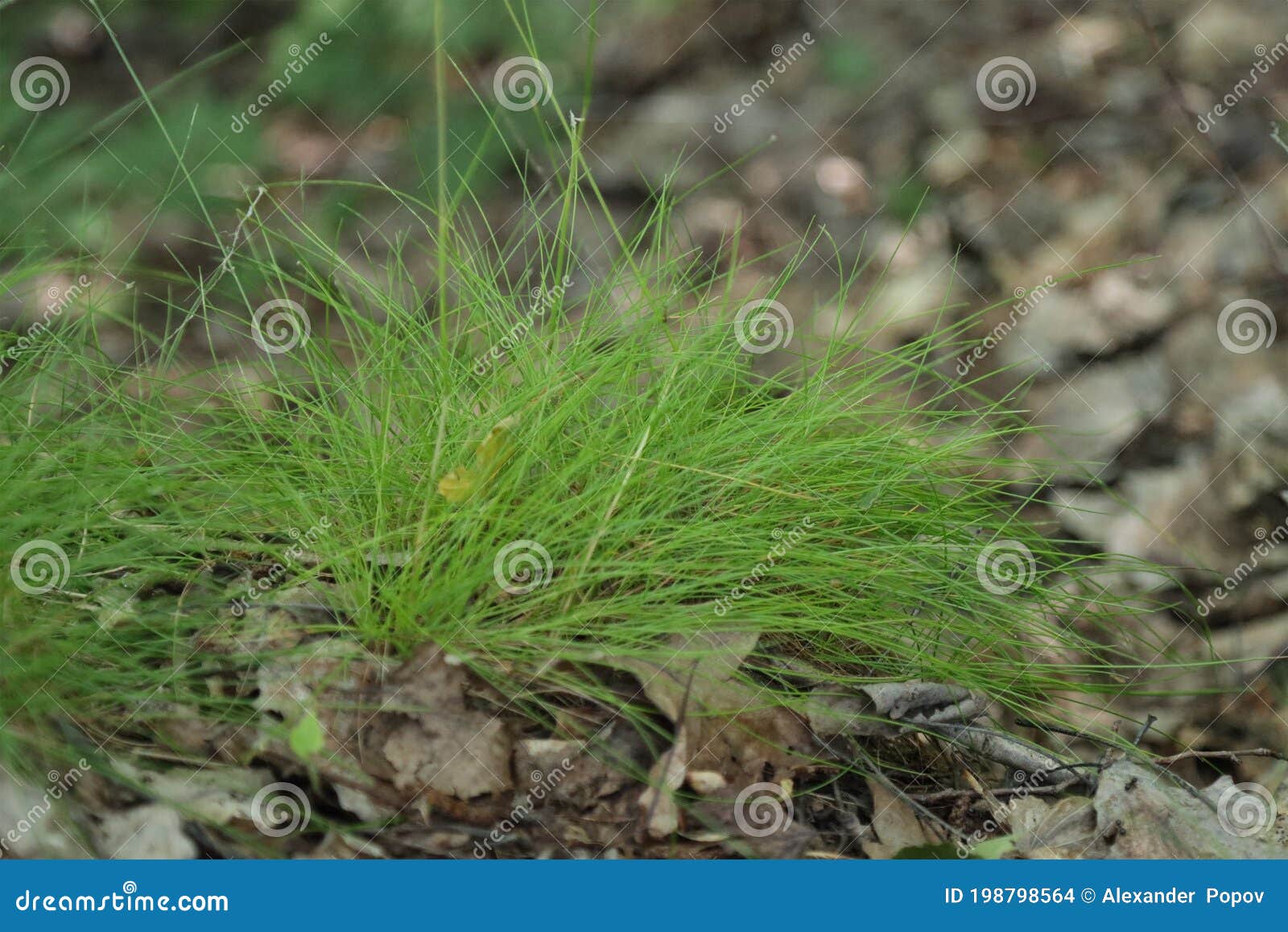 The Grass Growing in the Forest Stock Photo - Image of flora, nature ...