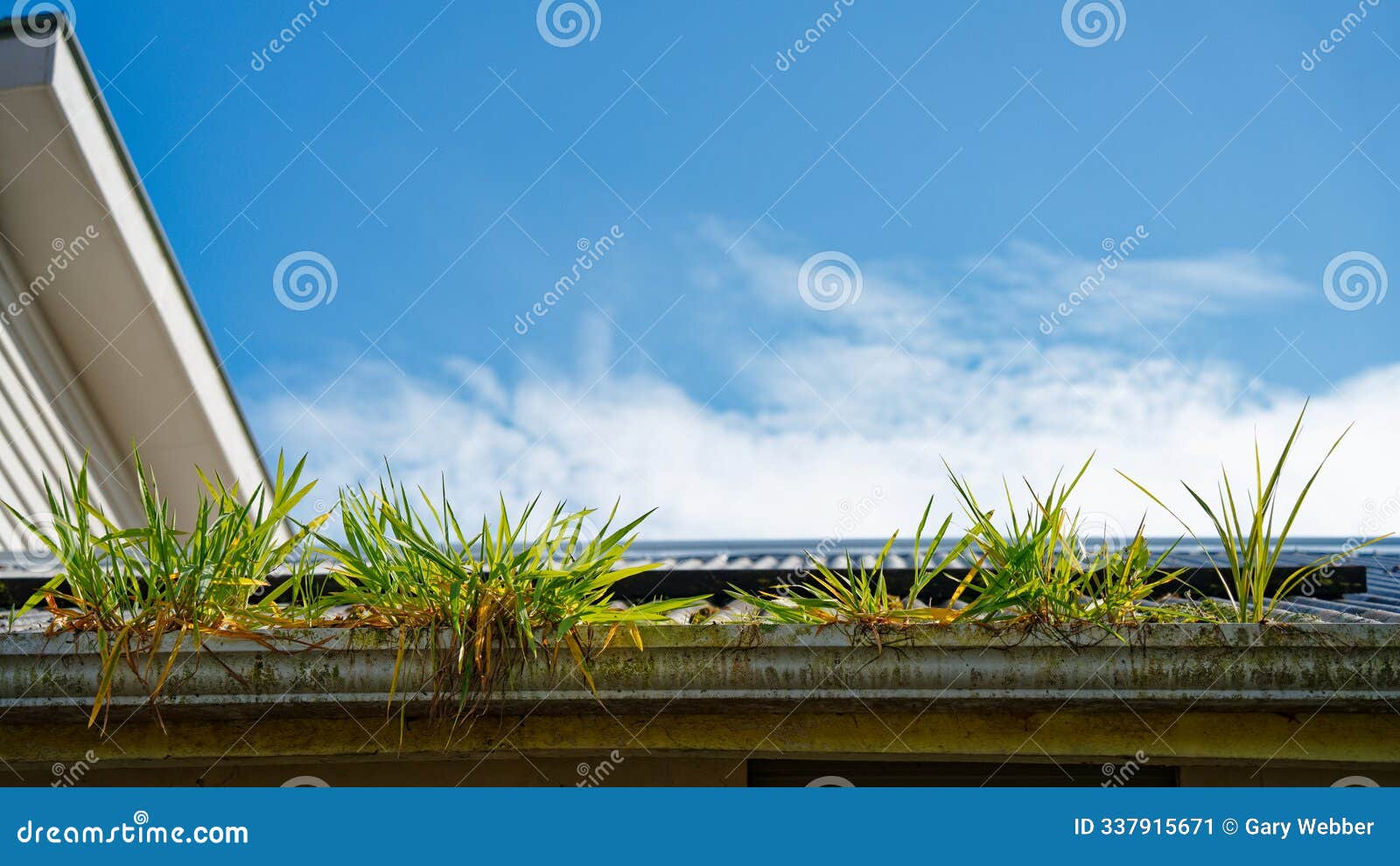 Grass Growing in a Gutter or Spouting. Maintenance Overdue before the ...