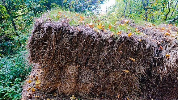 Grass Growing on a Hey Stack Stock Photo - Image of grass, fields ...