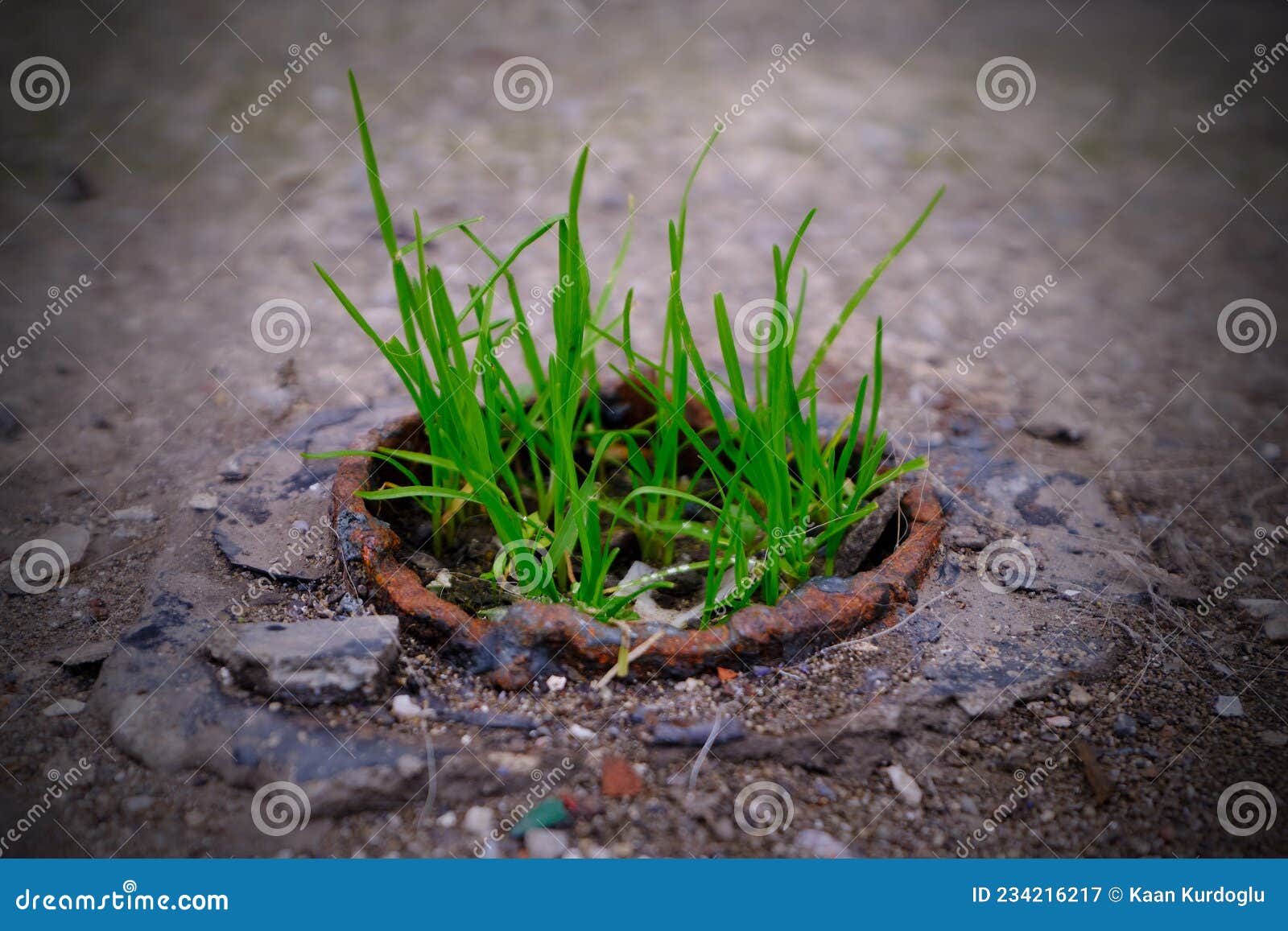 Grass Growing Inside a Rusty Pipe Stock Image - Image of pipe, green ...
