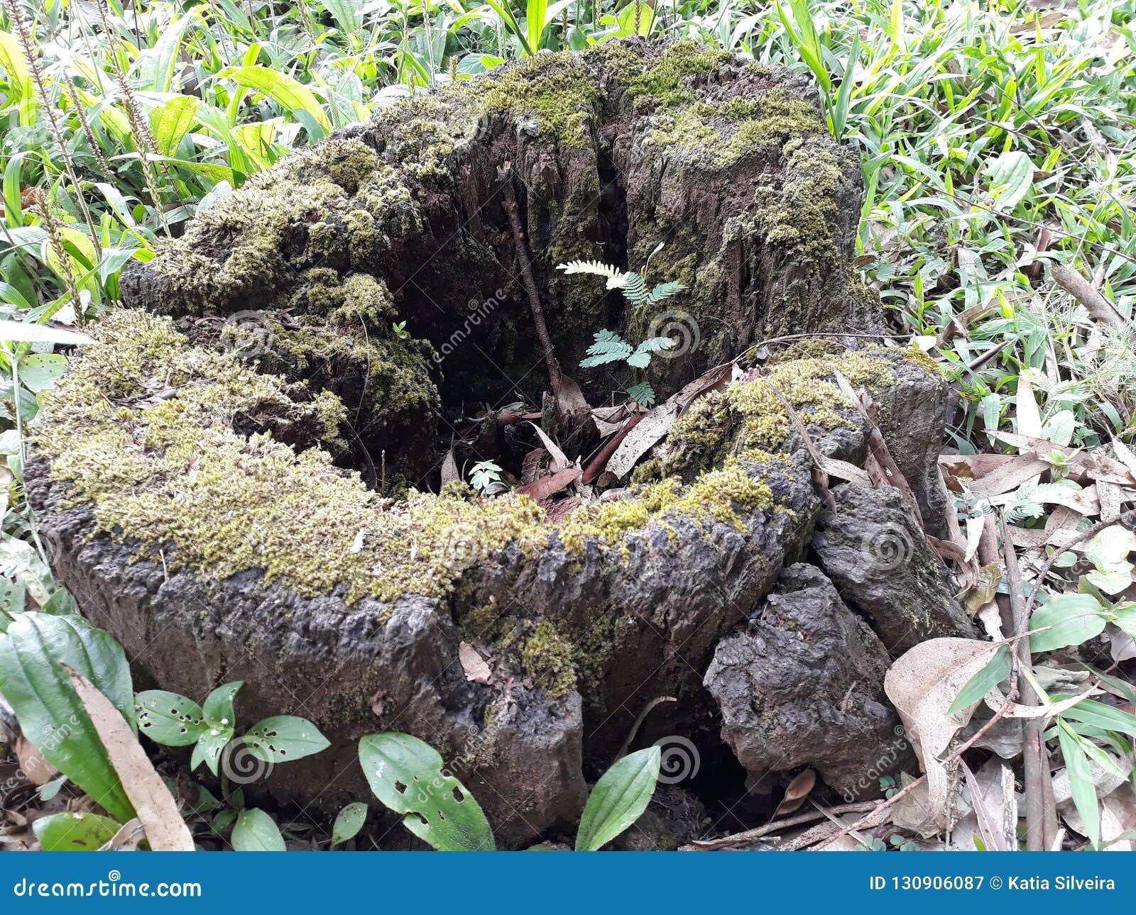 Grass Growing Inside a Tree Trunk Stock Image - Image of inside, grass ...