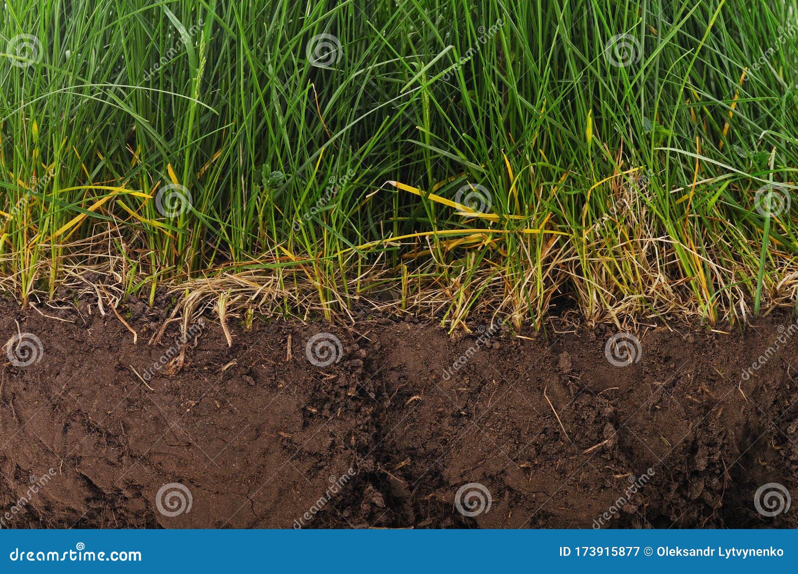 Grass Growing from a Layer of Earth Stock Image - Image of earth ...