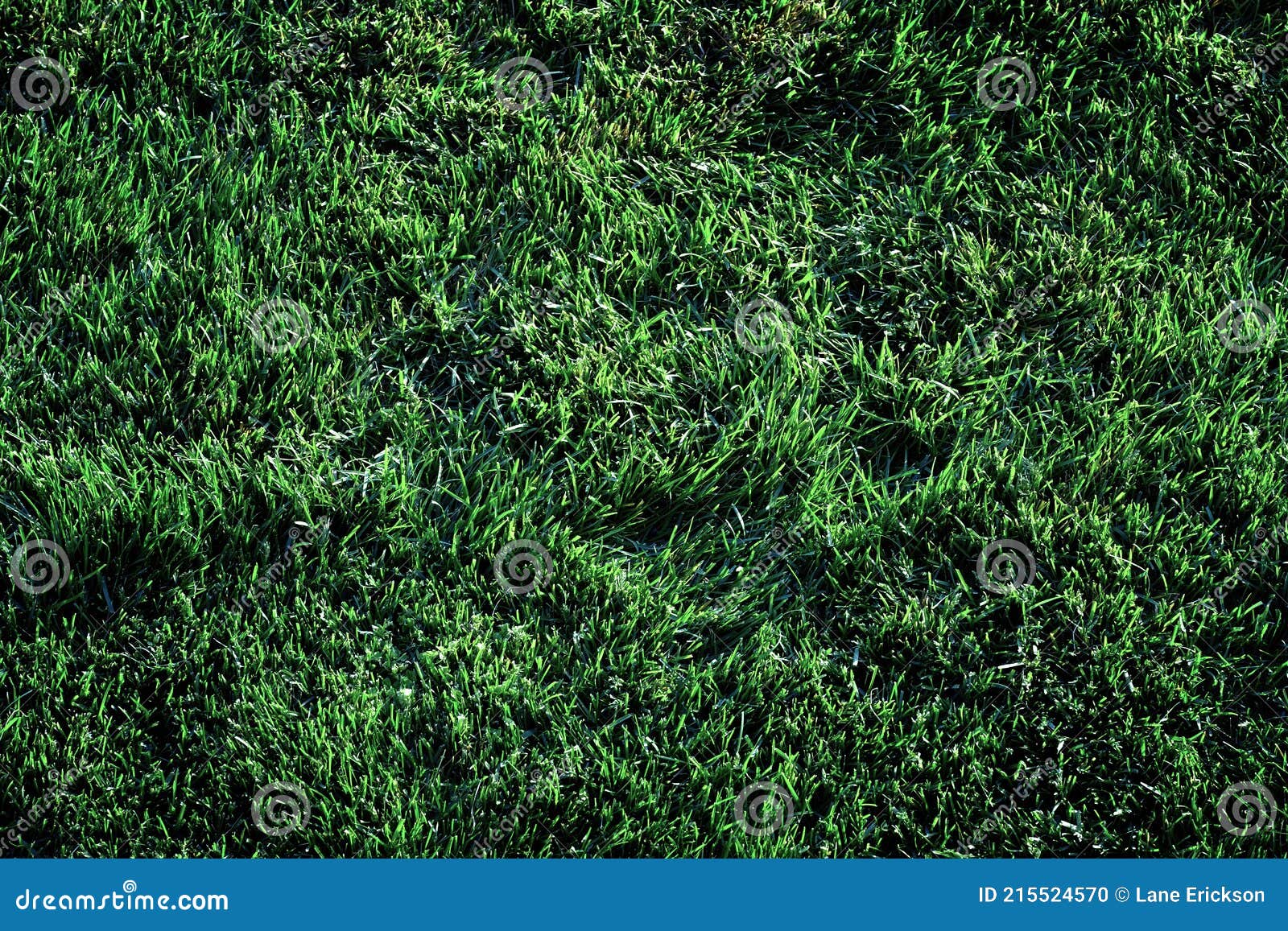 Grass Growing Lush Green Lawn Stock Photo - Image of environment ...