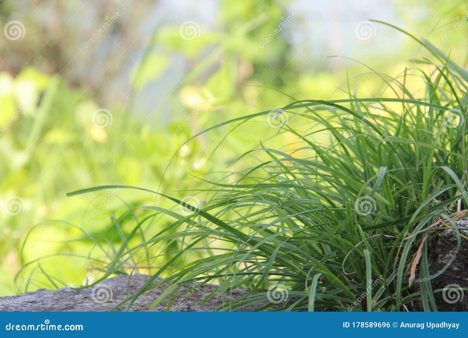 Grass Growing on the Path of Village Stock Photo - Image of shrub ...