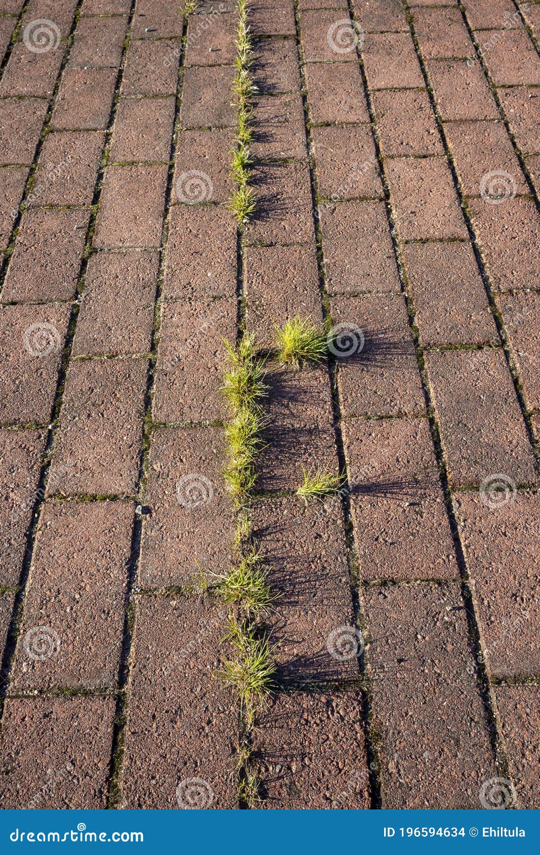 Grass Growing between Pavement Tiles Stock Photo - Image of growing ...