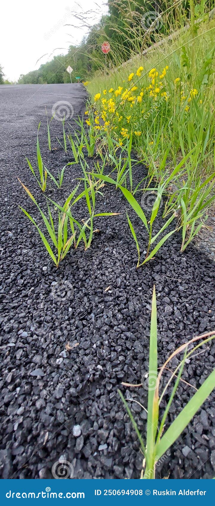 Grass Growing through Road Asphalt Stock Photo - Image of asph, asphalt ...