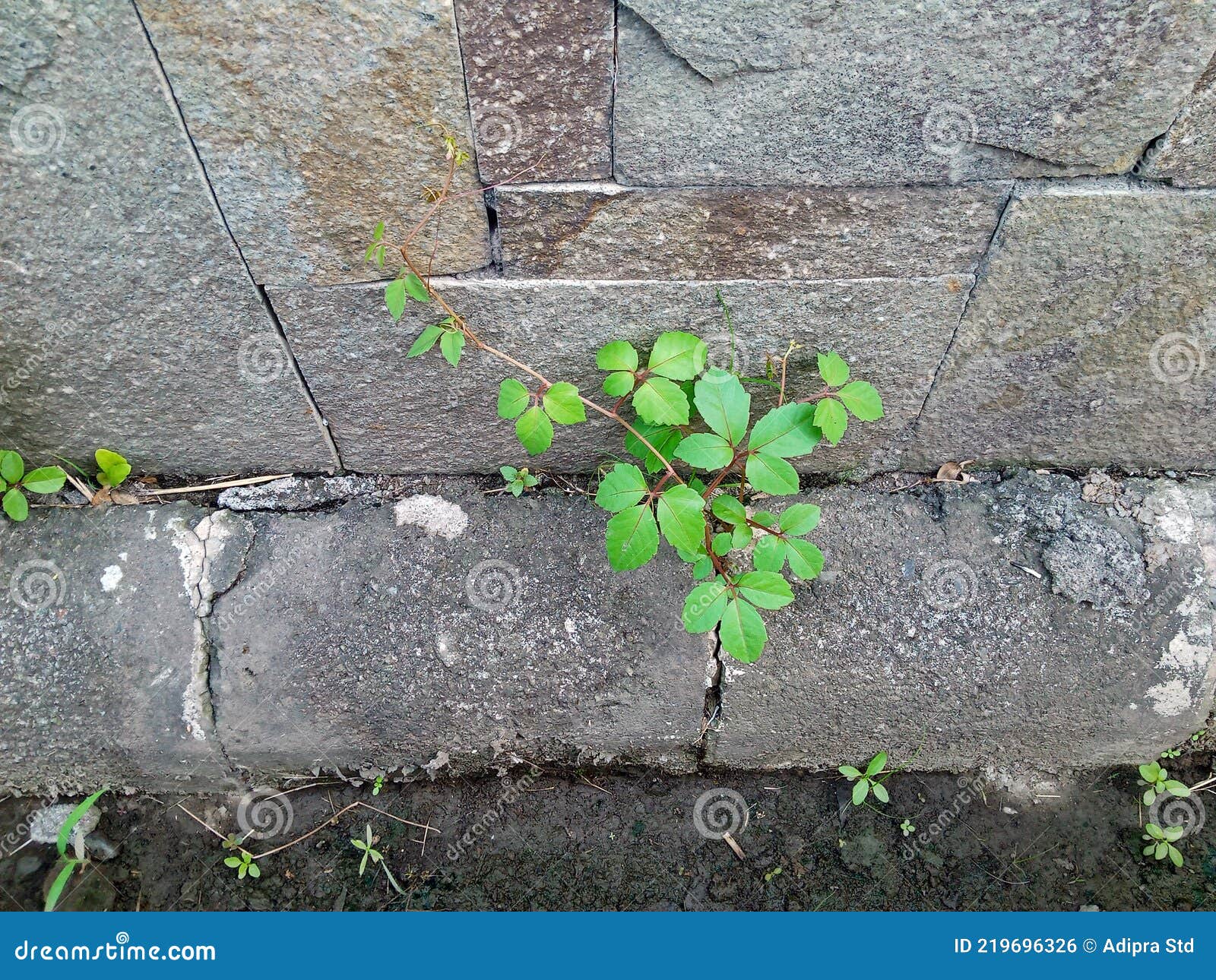 Grass Growing between the Rock Walls Stock Photo - Image of hill, green ...