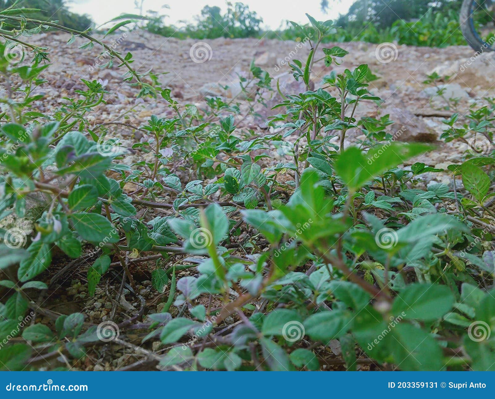 Grass growing on the rocks stock image. Image of growing - 203359131
