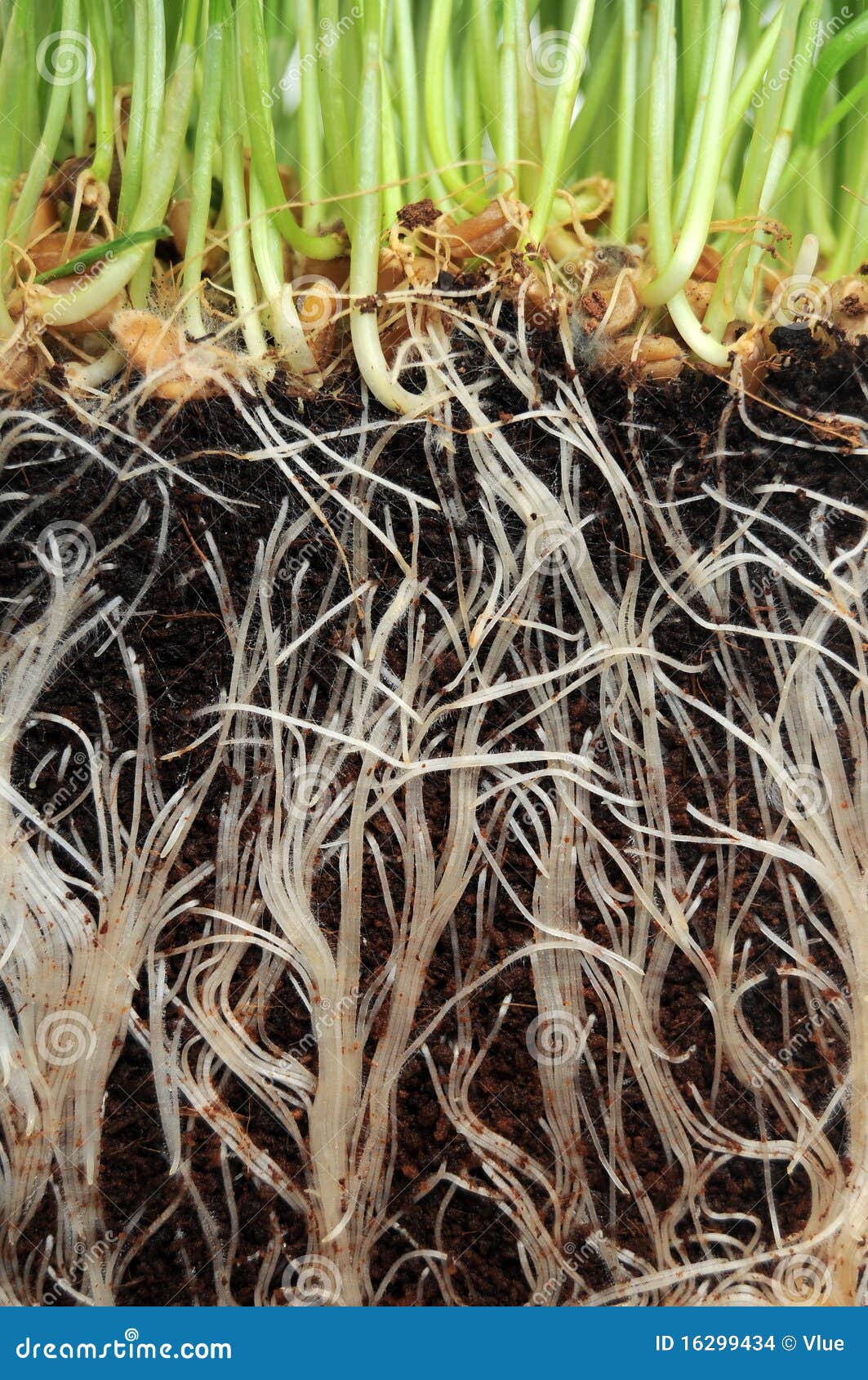 Grass growing from Roots stock photo. Image of life, healthy - 16299434