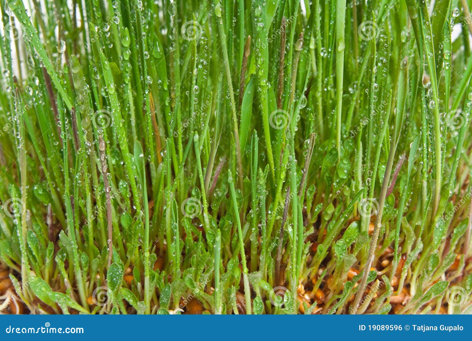 Grass Growing from the Roots Stock Photo - Image of garden, earth: 19089596