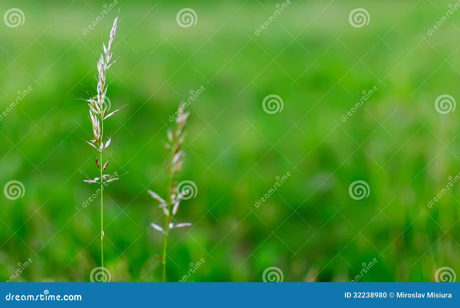 Grass stock photo. Image of scene, plant, front, lawn - 32238980