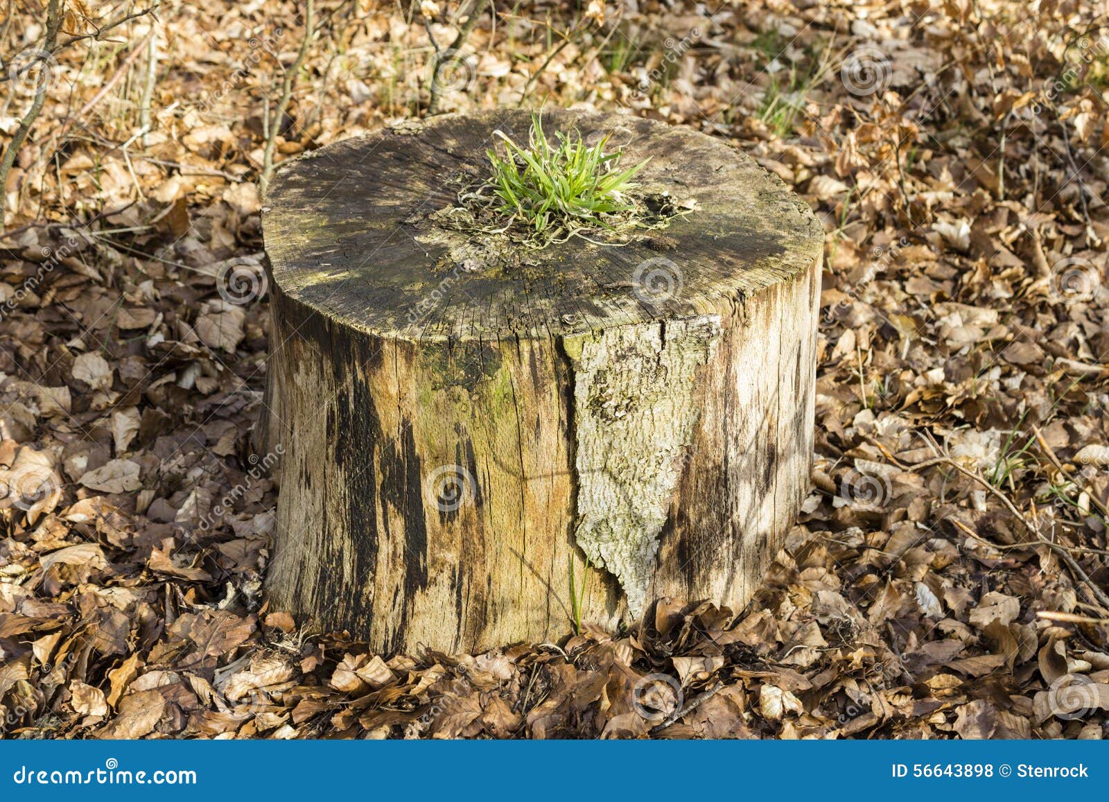 Grass Growing on Tree Stump Stock Photo - Image of ring, deterioration ...