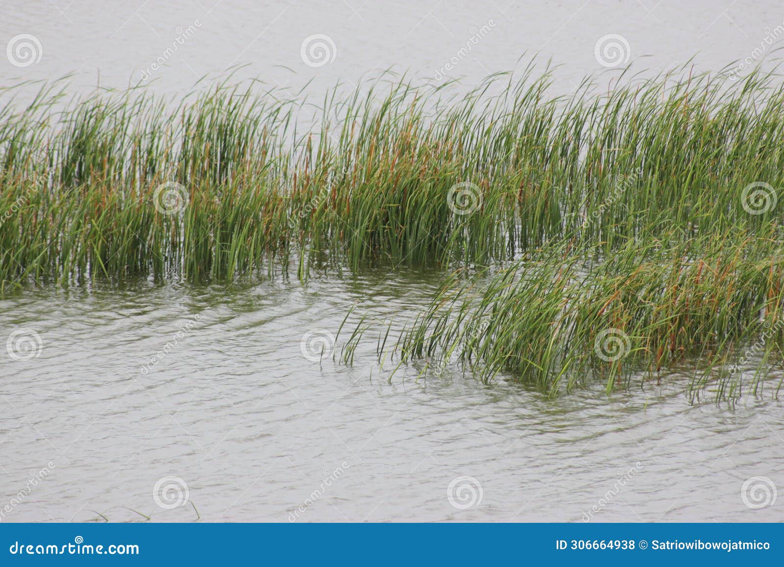 Grass that Grows Abundantly on the Water Stock Photo - Image of pond ...