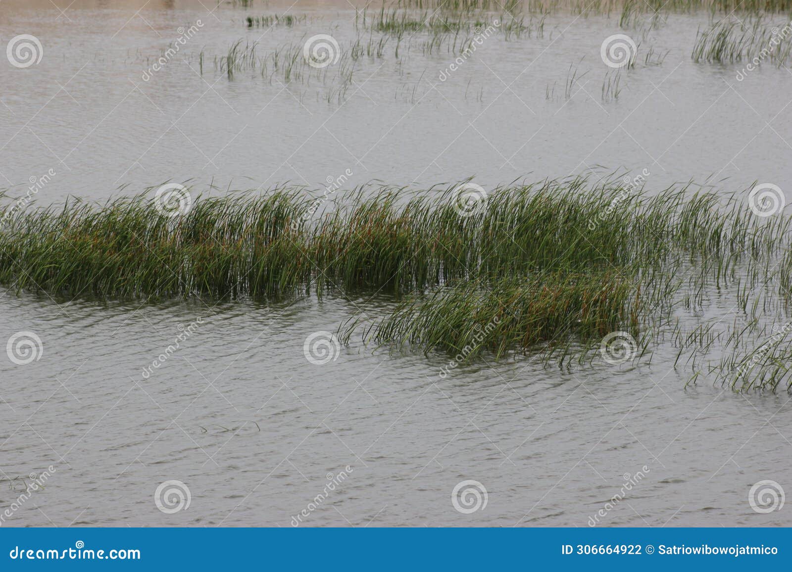 Grass that Grows Abundantly on the Water Stock Photo - Image of planet ...