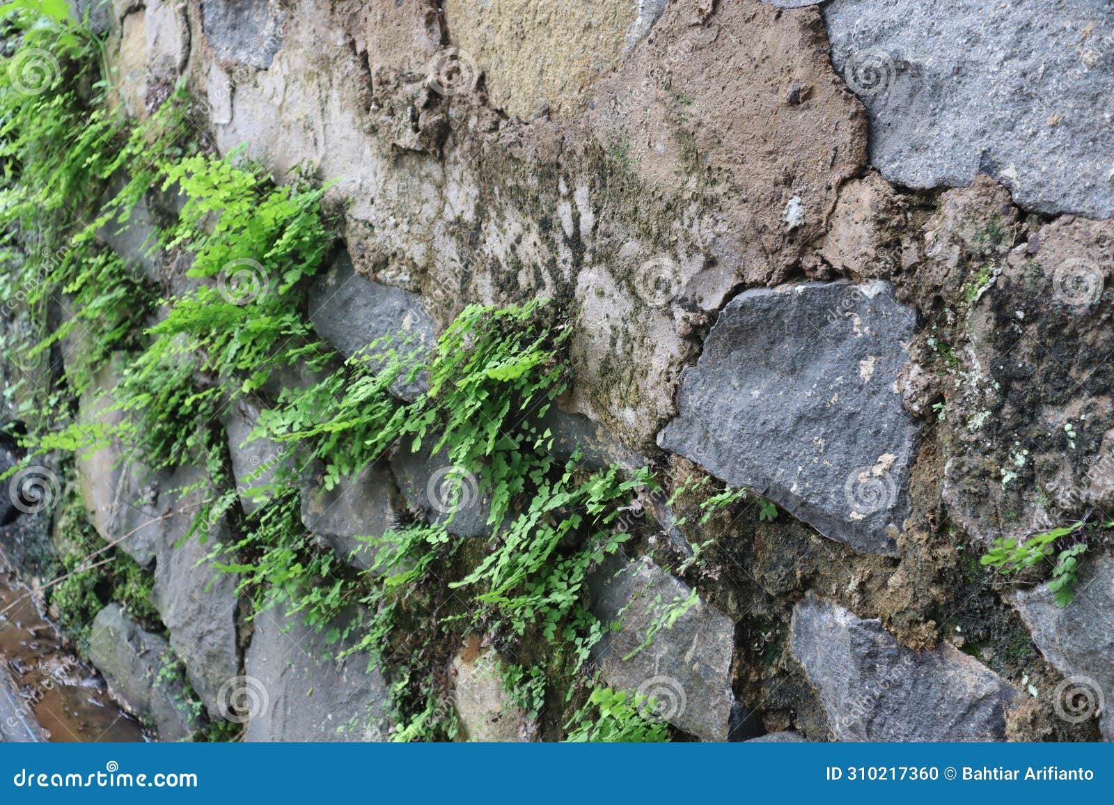 Grass Grows Along the Foundation Editorial Image - Image of plant ...
