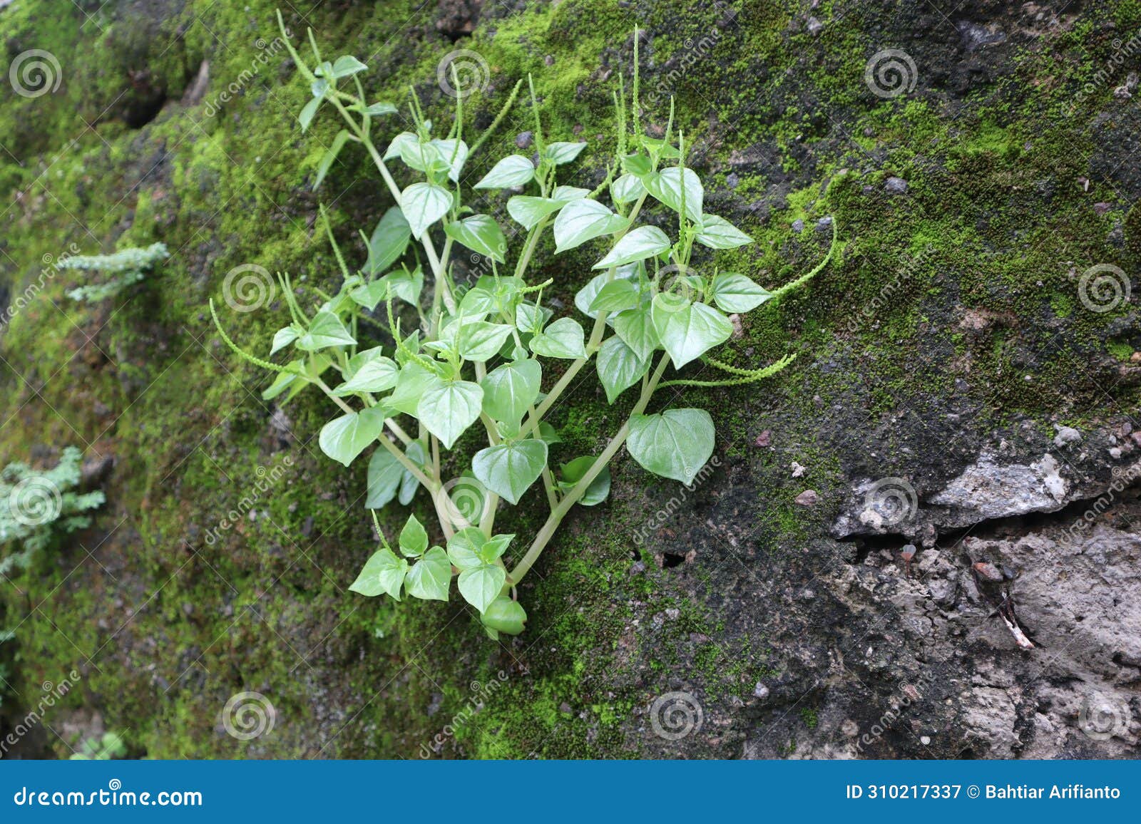 Grass Grows Along the Stone Foundation Editorial Photography - Image of ...