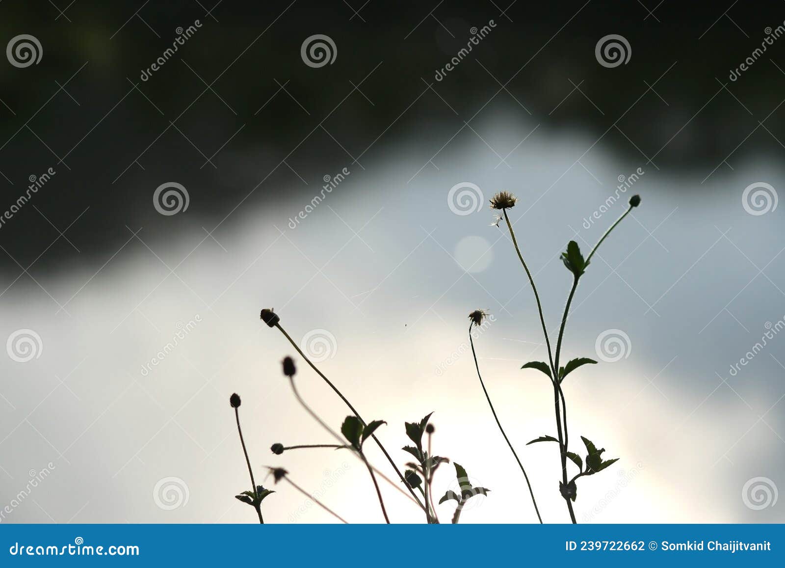 The Grass on the Riverside Reflects the Sky on the Water Surface. Stock ...