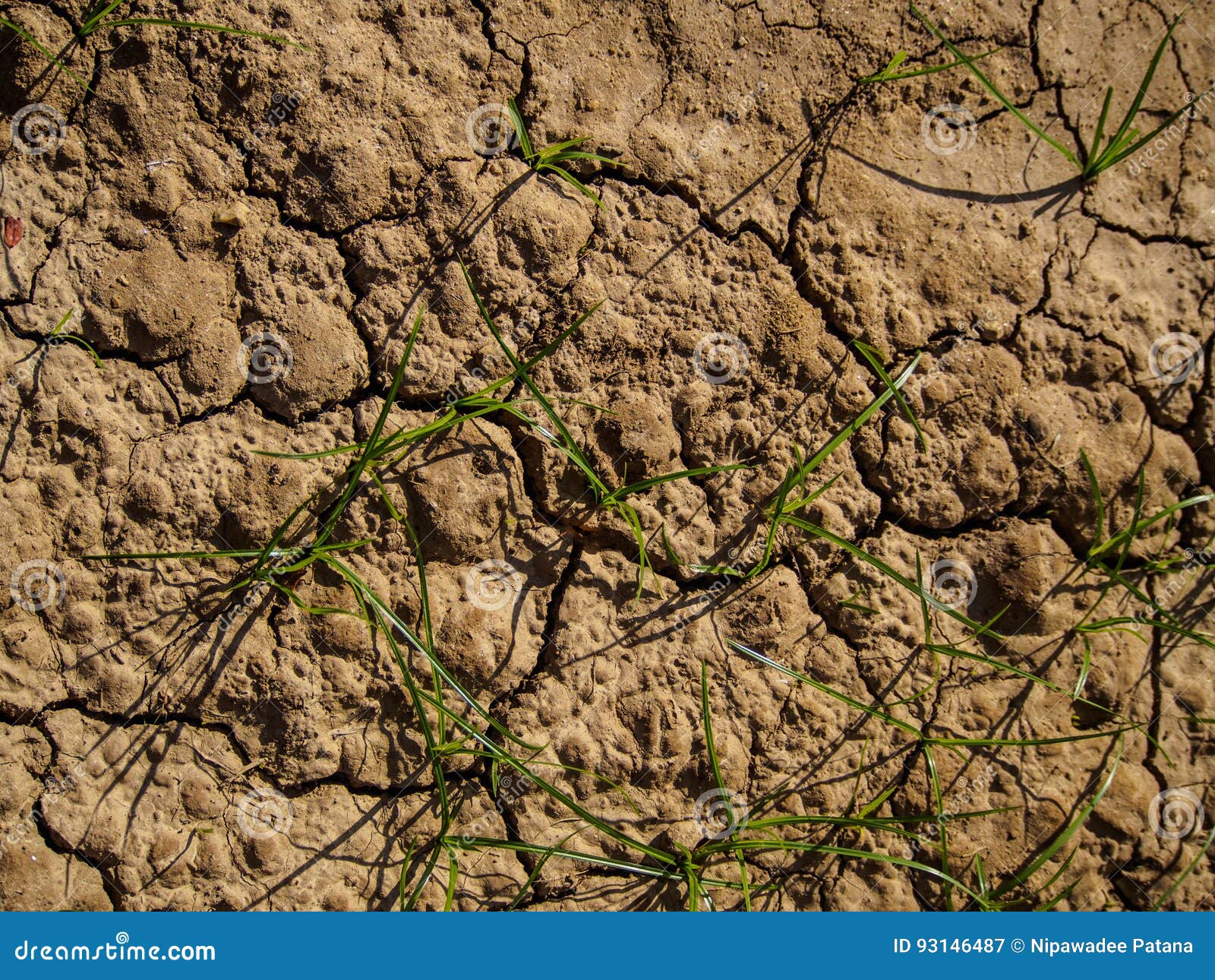Grass Grows Barren Ground Stock Photos - Free & Royalty-Free Stock ...