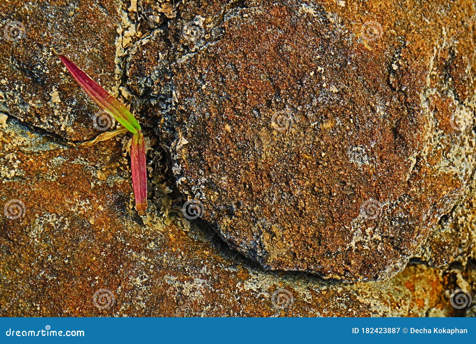 Grass on rock stock image. Image of summer, grows, outdoor - 182423887