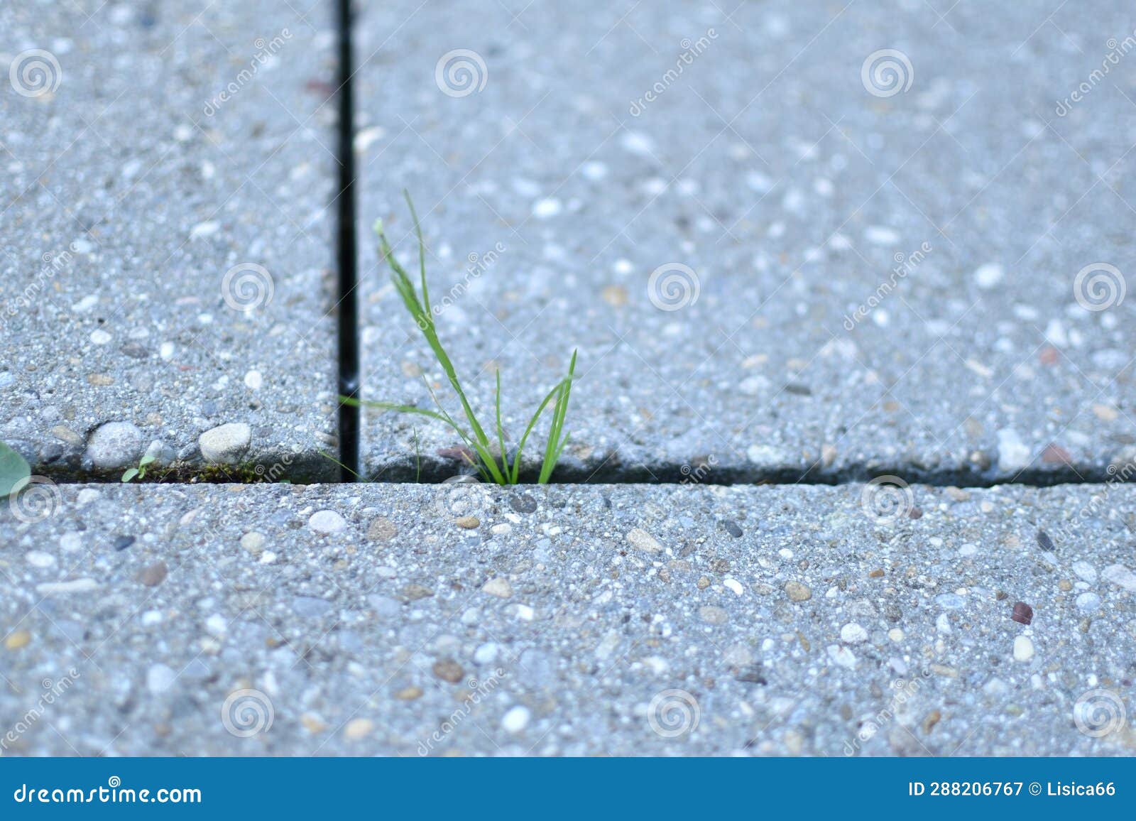 Grass Grows between Concrete Slabs Stock Image - Image of grows ...