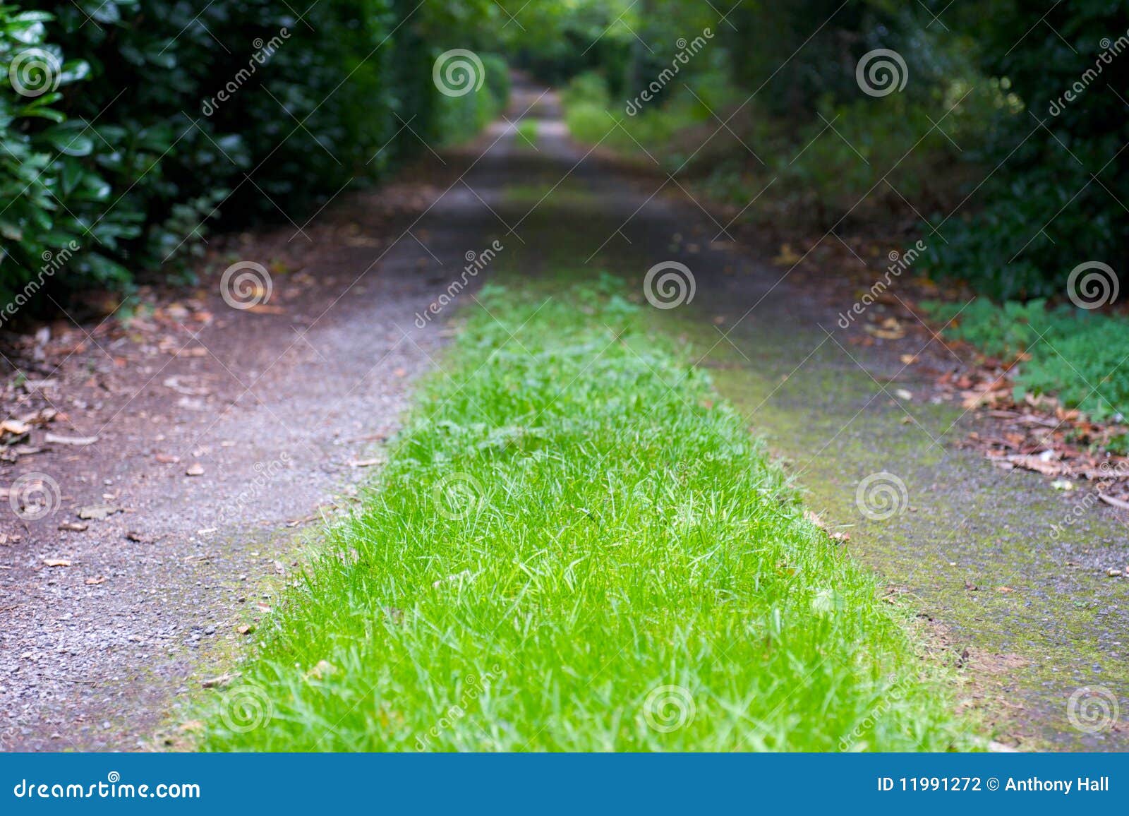 Grass Grows on Country Lane Stock Photo - Image of backroad, england ...