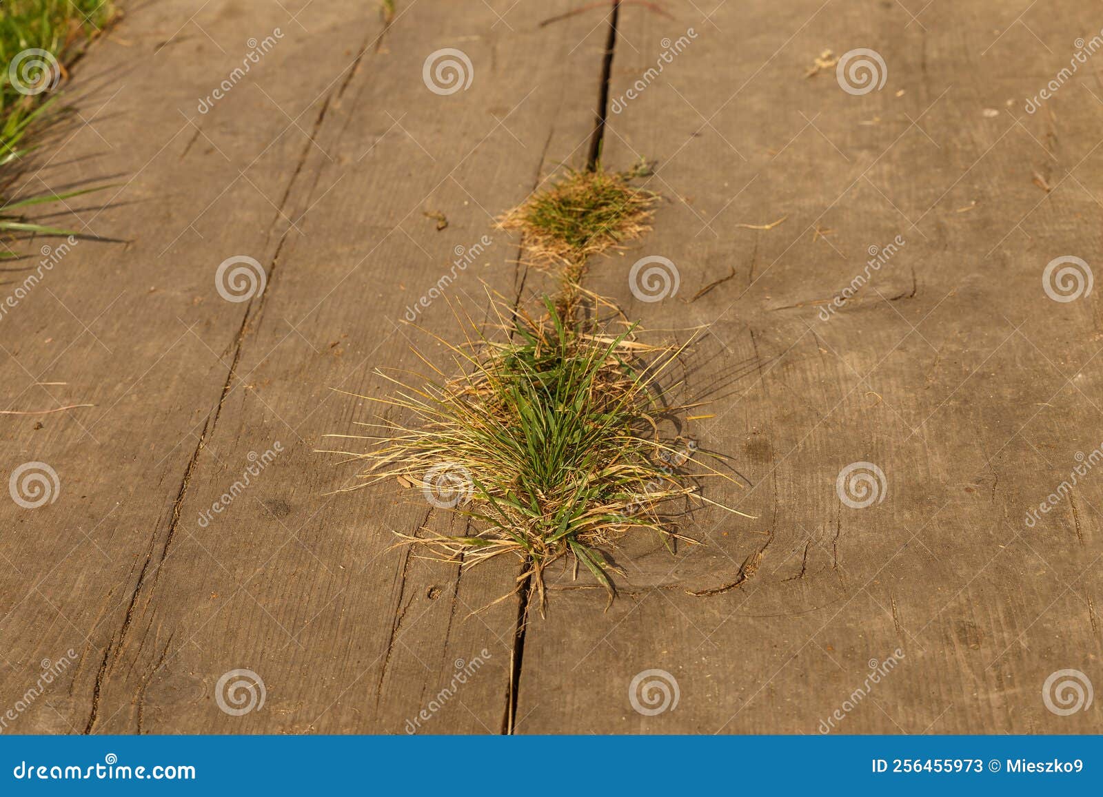 Grass Grows from Cracks in Wooden Sidewalks. Stock Image - Image of ...