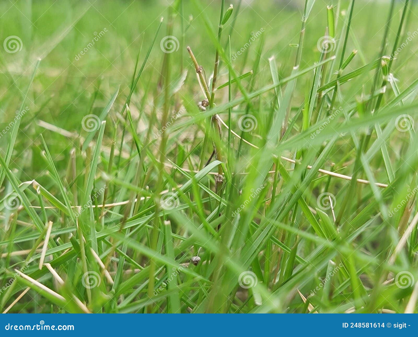 The Grass that Grows in the Field is Very Dense and Fertile Stock Photo ...