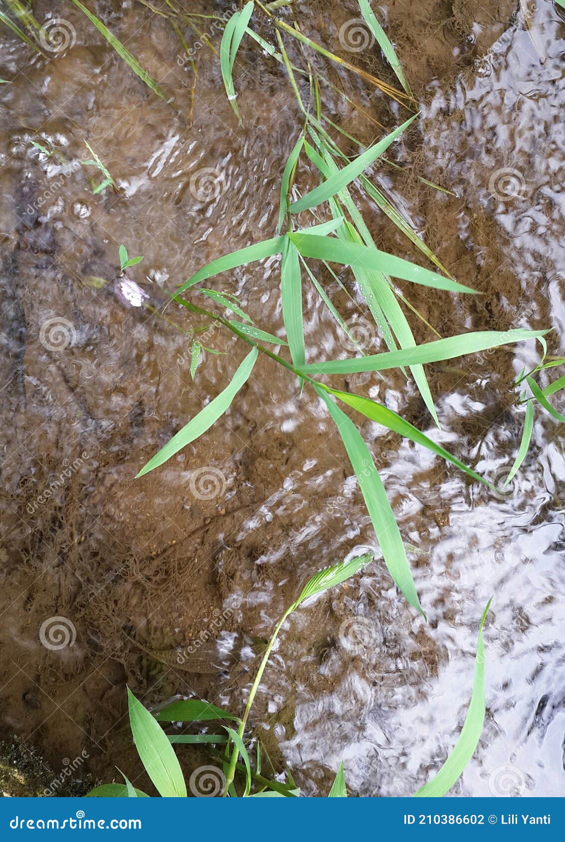 The Grass Grows Fresh on Watery Soil Stock Photo - Image of water ...