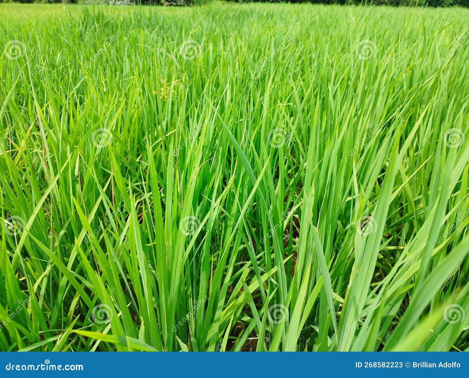 Grass that Grows in Indonesian Rice Fields Stock Image - Image of ...