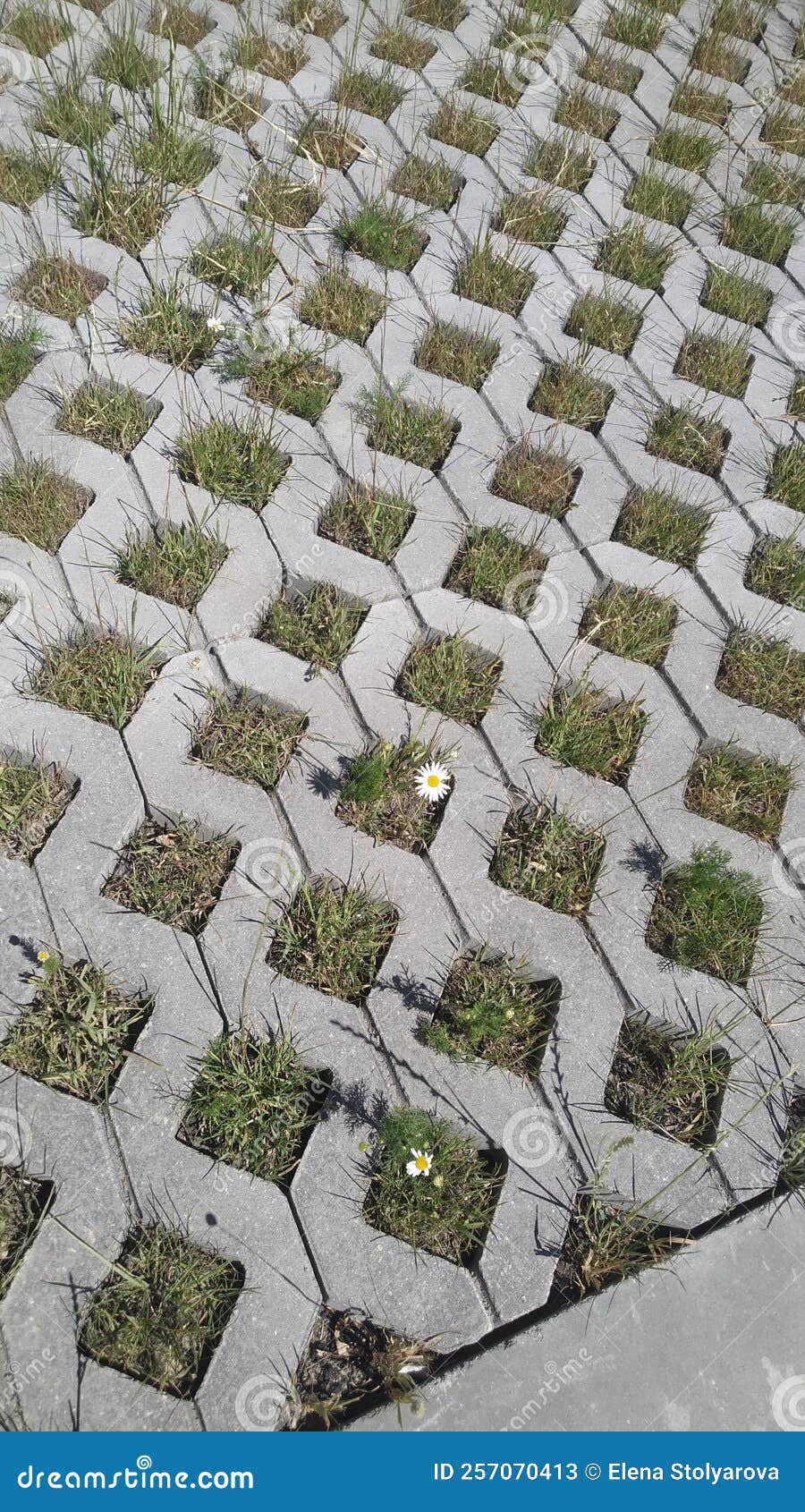 Grass Grows between the Parts of the Shaped Asphalt Stock Image - Image ...