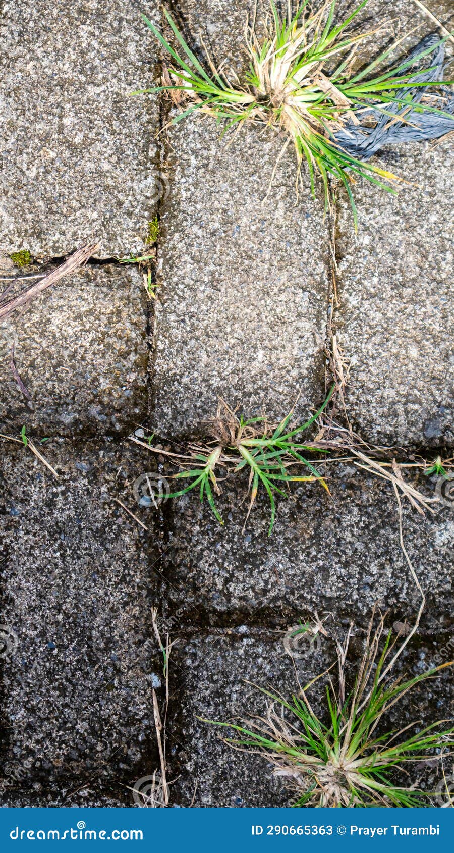 Grass Grows between the Paving Blocks Stock Image - Image of ...