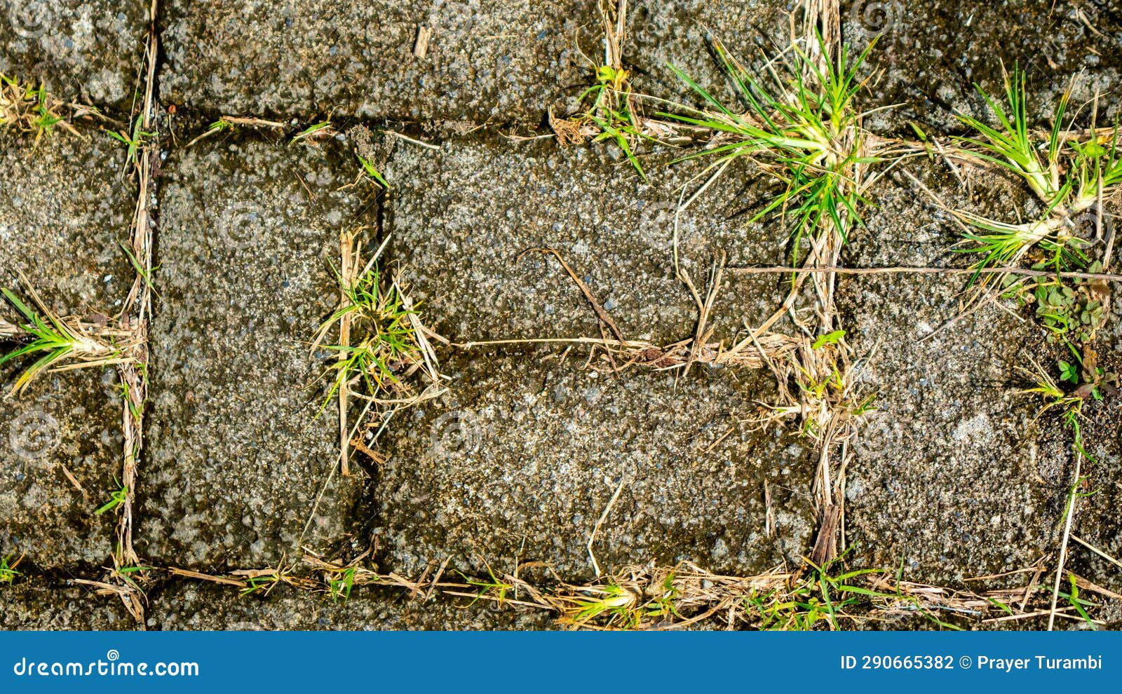 Grass Grows between the Paving Blocks Stock Photo - Image of pathway ...
