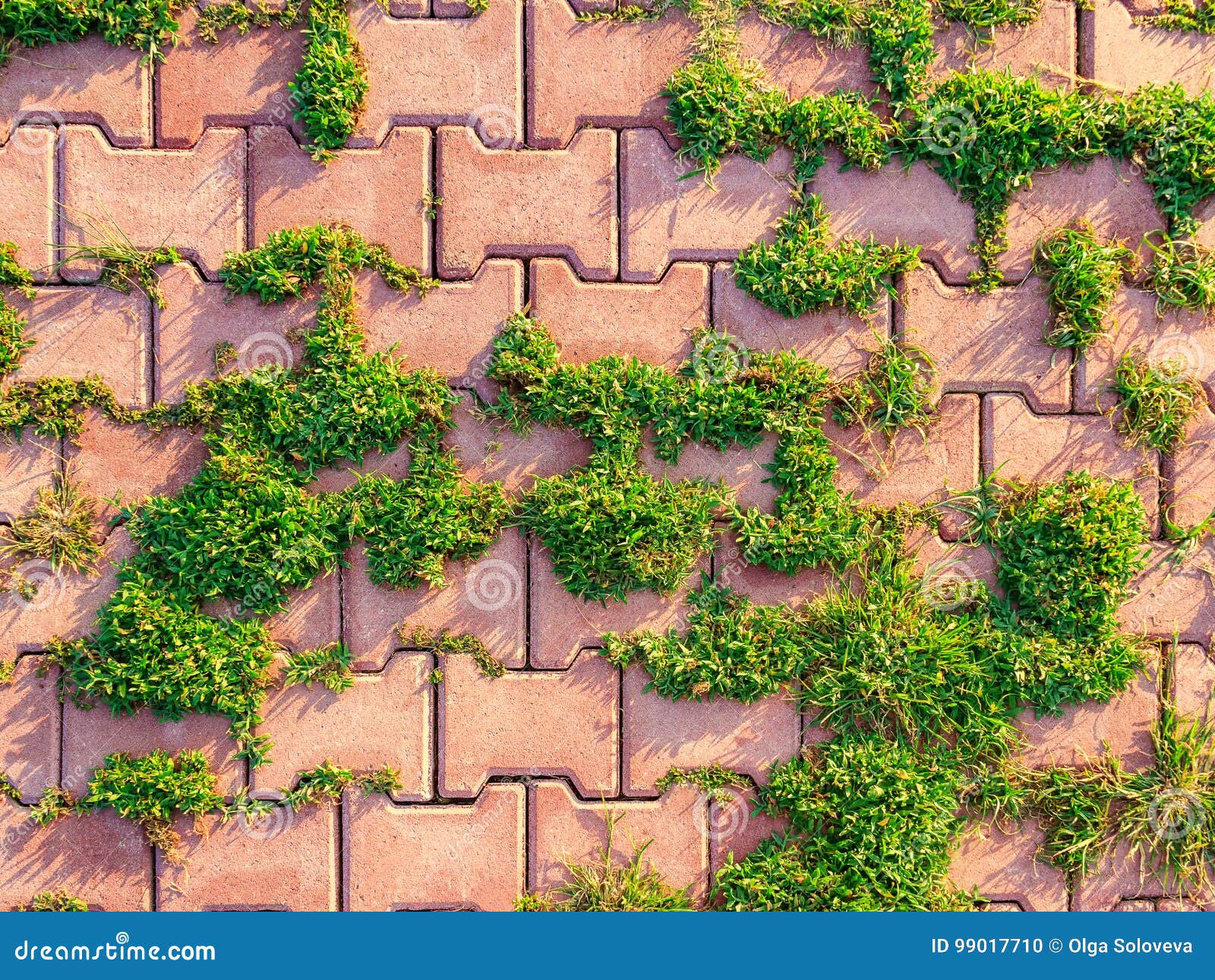 The Grass Grows between the Paving Slabs. Texture. Background Stock ...