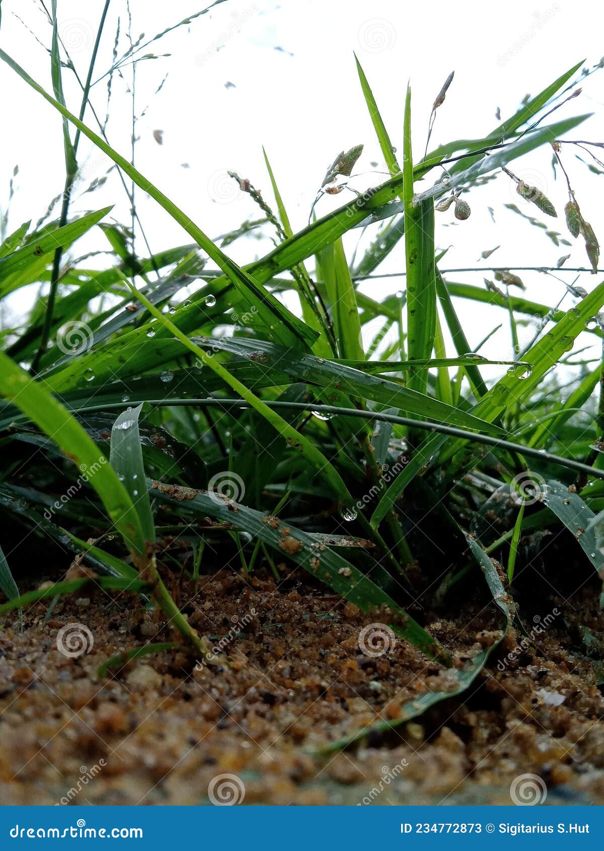 Grass grows on the sand stock image. Image of soil, lawn - 234772873