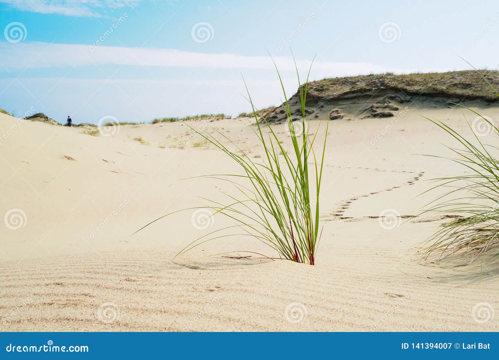 Grass Grows on the Sands of the Curonian Spit. Trail of a Man Leaving ...