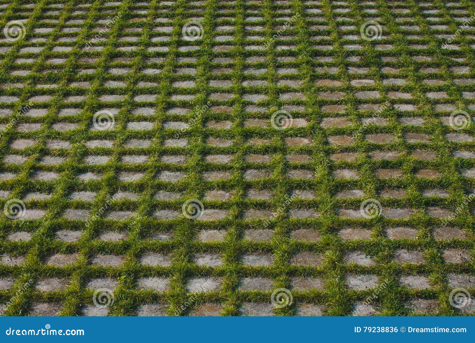 Grass Grows through the Tiles Stock Photo - Image of green, pattern ...