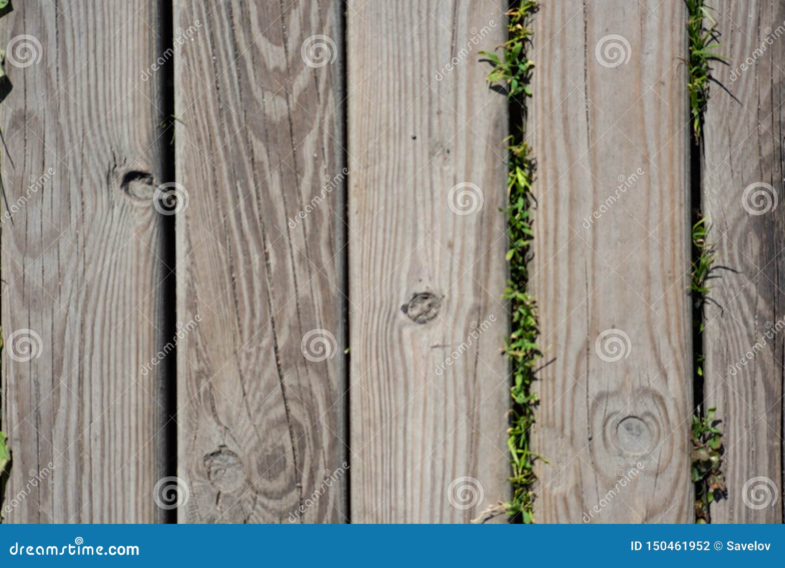 Grass Grows through Vertical Planks on the Ground Stock Photo - Image ...