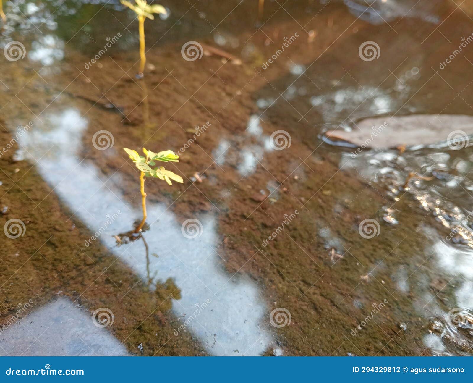 The Waterlogged Soil In The Park Does Not Receive Water From The Spring ...