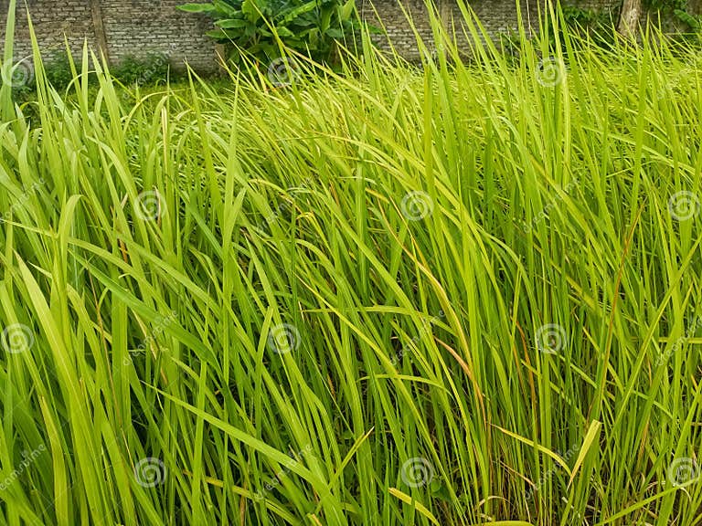 Grass that Grows Wild in Rice Fields Stock Image - Image of food ...