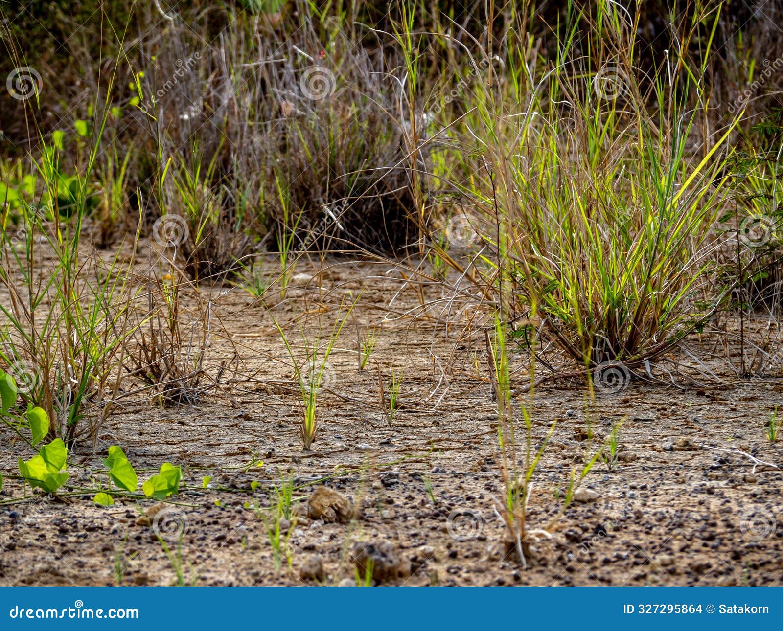 The Grass Growth on Dried Wasteland Along the Road Stock Photo - Image ...
