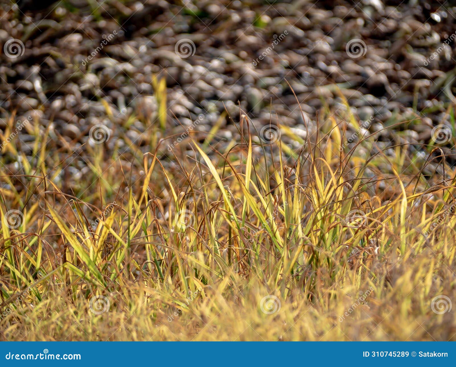 The Grass Growth on Dried Wasteland Along the Road Stock Image - Image ...
