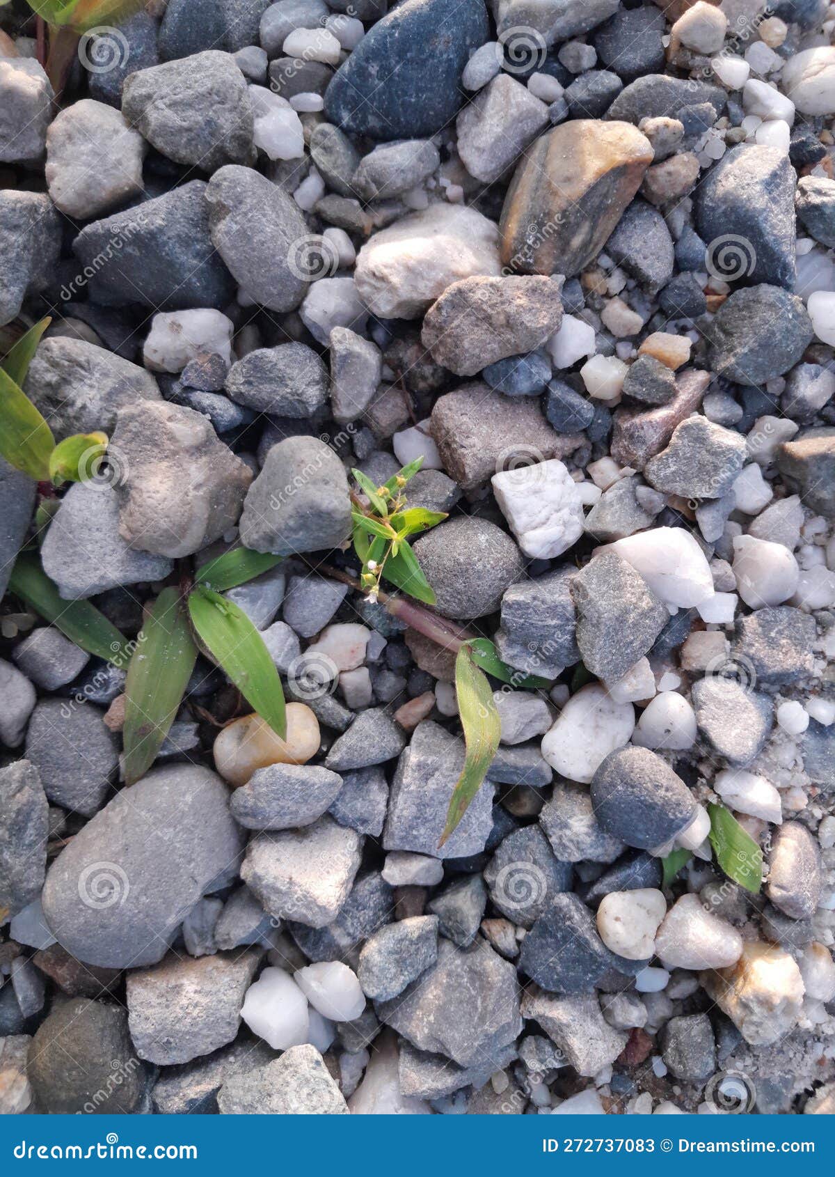 Grass Growth among the Gravel Stock Image - Image of granite, mineral ...