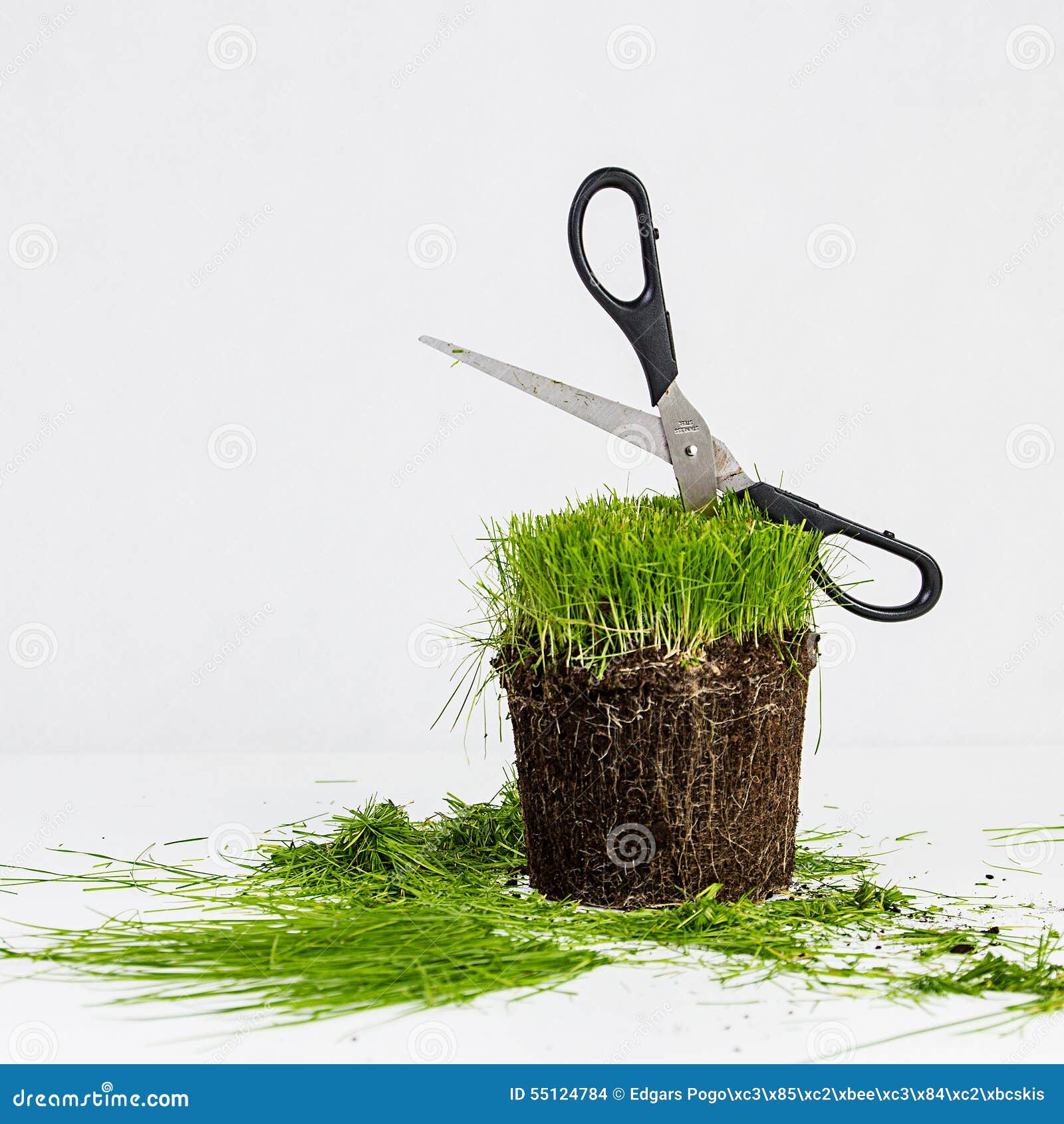 Grass haircut stock photo. Image of ground, plant, cutted - 55124784