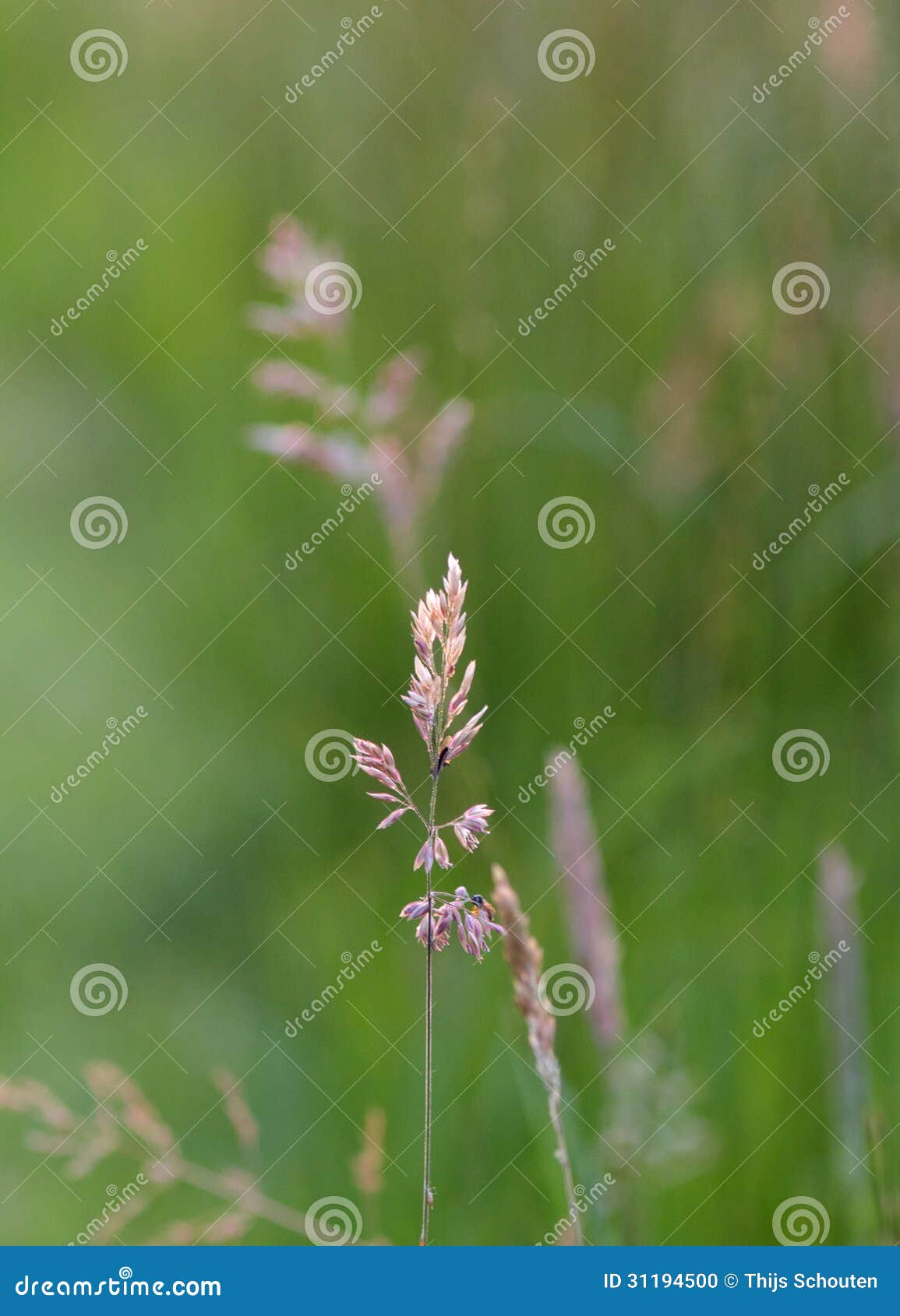 Grass halm stock photo. Image of horizon, nature, stark - 31194500