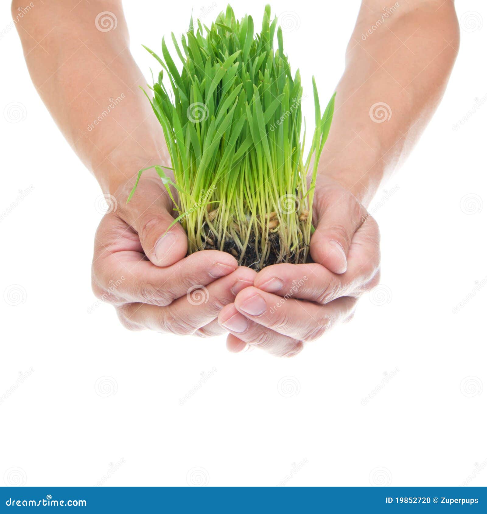 Grass in hands stock photo. Image of green, fragile, ideas - 19852720