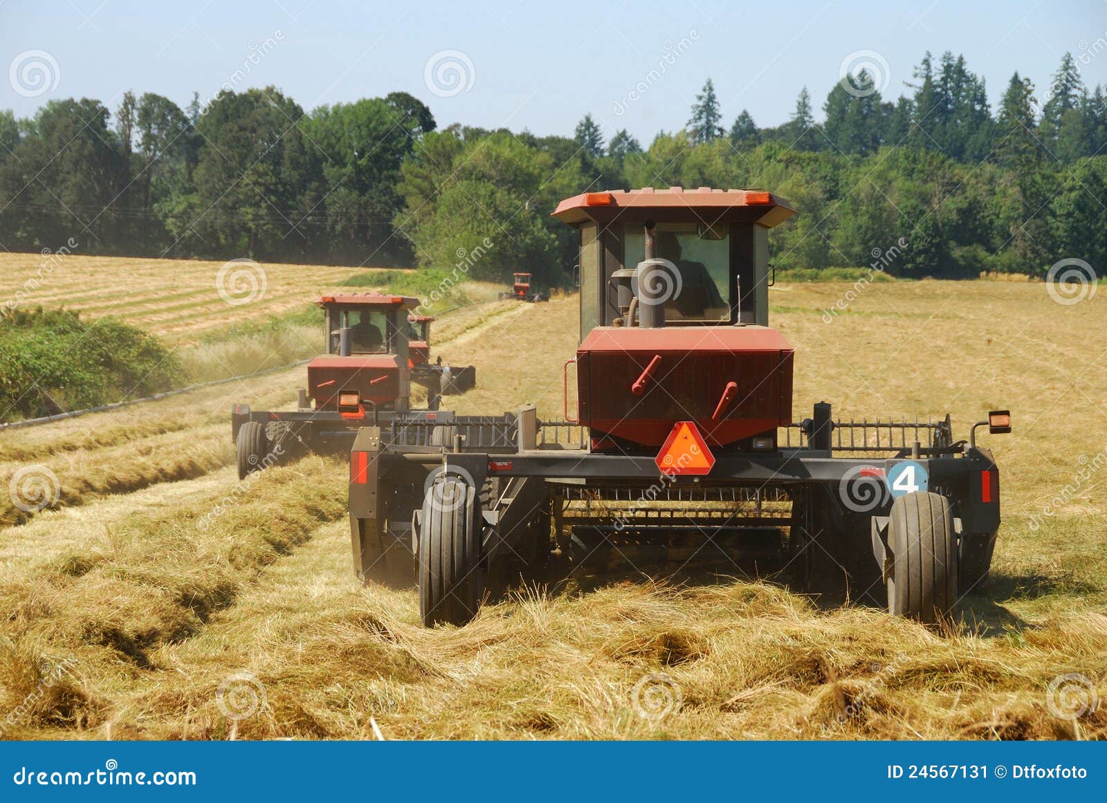 Grass Hay stock image. Image of field, grow, swath, bale - 24567131