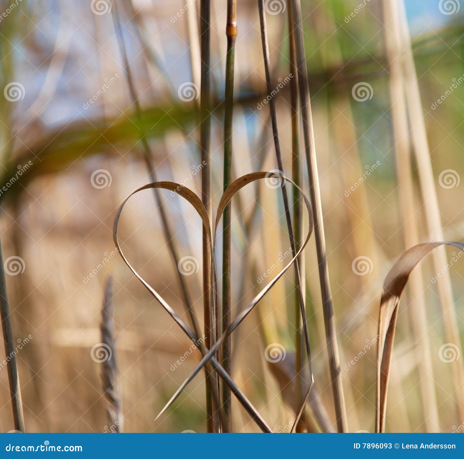 Grass heart stock image. Image of natural, rural, heart - 7896093