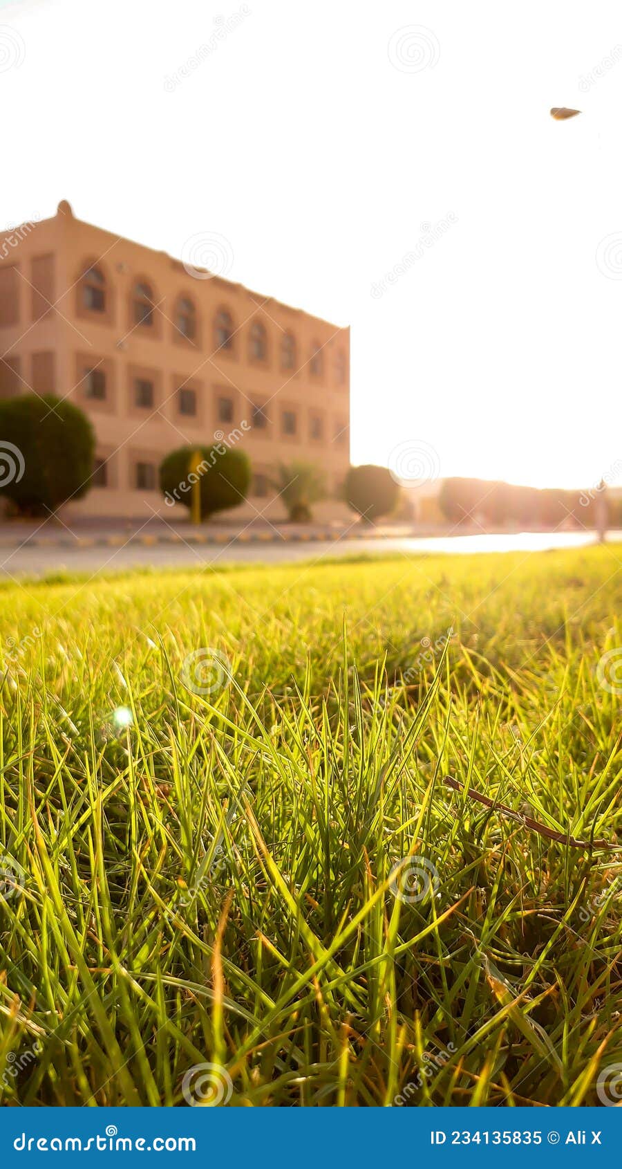 GRASS of HEAVEN stock image. Image of leaf, soil, plant - 234135835