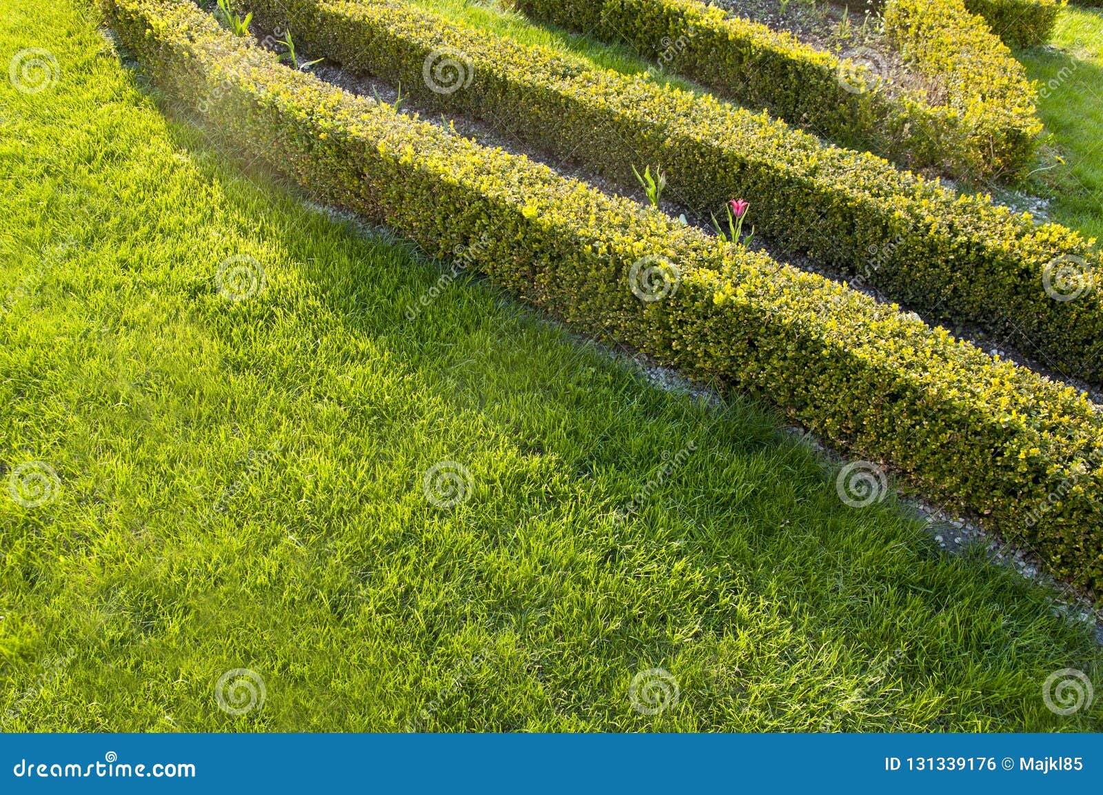 Grass and Hedge in a Public Garden, Top View Stock Photo - Image of ...