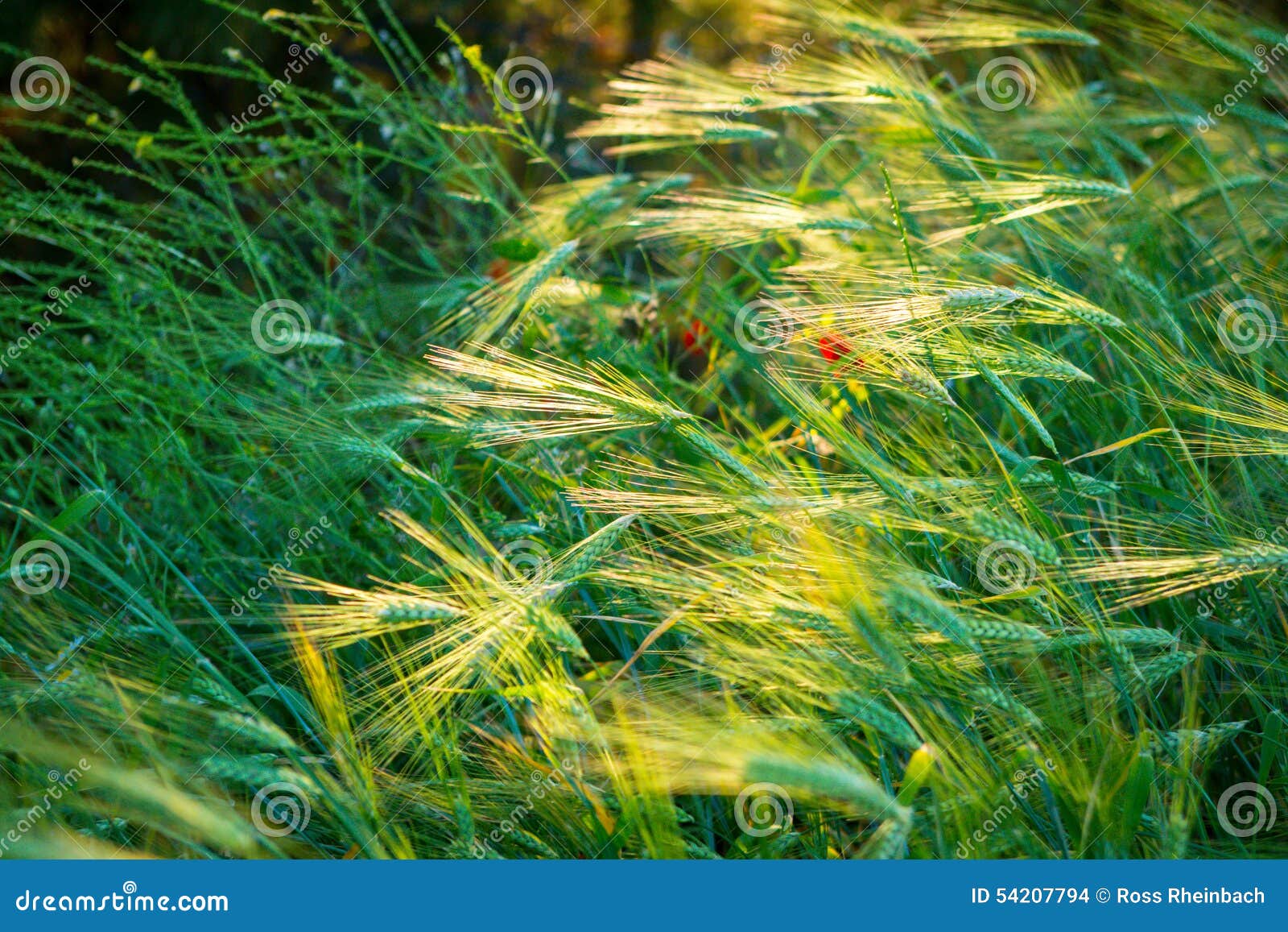 Grass Highlighted by Ray of Light Stock Photo - Image of wild, glow ...